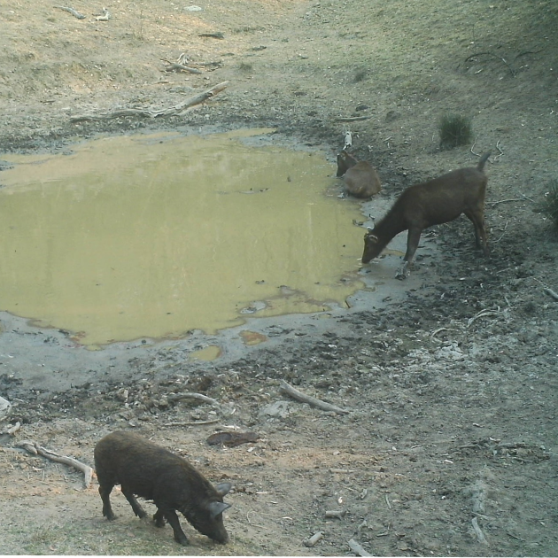 Feral animals are damaging Australia’s forests—here’s why it matters ...